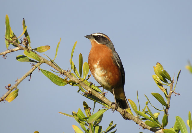 Foto quem-te-vestiu (Poospiza nigrorufa) Por Eduardo Medina | Wiki Aves ...