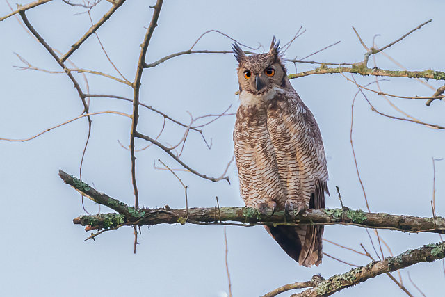 Foto jacurutu (Bubo virginianus) Por Adriano Gonçalves 2 | Wiki Aves ...