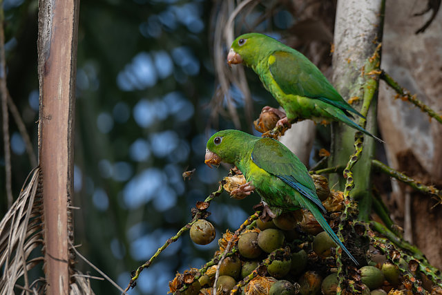 Foto periquito-rico (Brotogeris tirica) Por Luciano Bernardes | Wiki ...