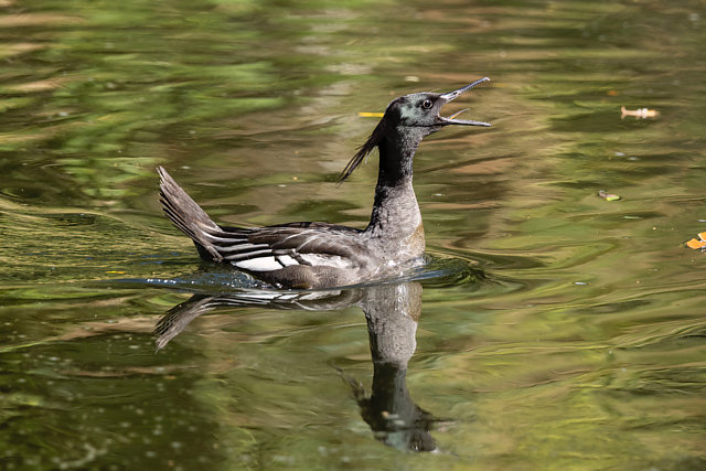 Foto pato-mergulhão (Mergus octosetaceus) Por Thelma Gatuzzo | Wiki ...