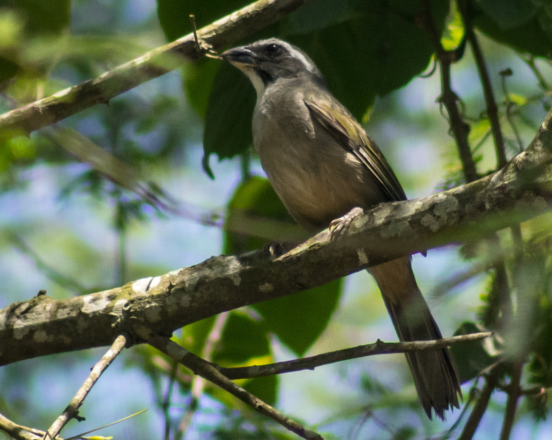 Foto trinca-ferro (Saltator similis) Por Enéas G. Junior | Wiki Aves ...