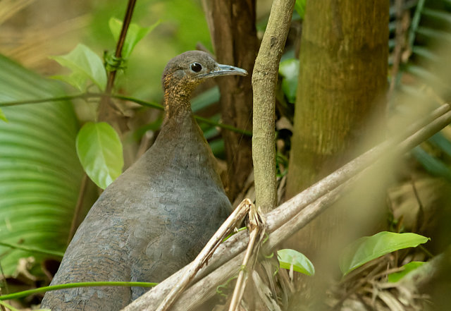 Foto macuco (Tinamus solitarius) Por Allan Clé | Wiki Aves - A ...