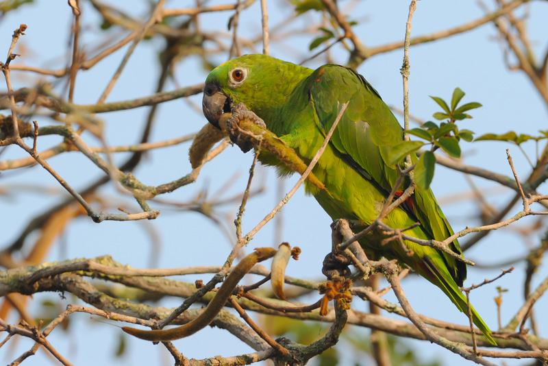 Foto papagaio-verdadeiro (Amazona aestiva) Por Joao Quental | Wiki Aves ...