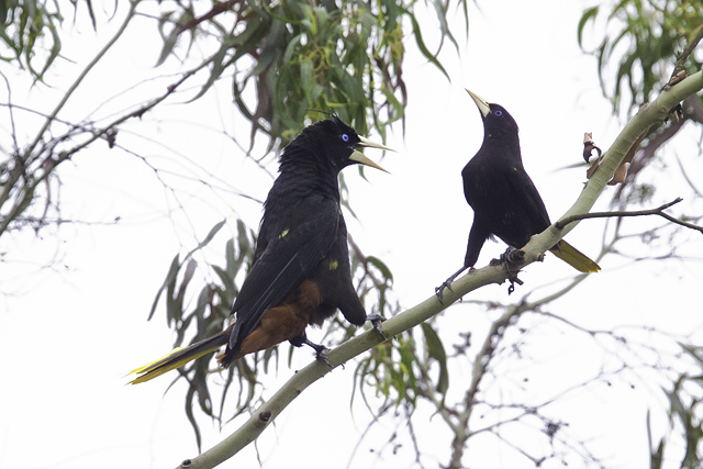 japu (Psarocolius decumanus) | WikiAves - A Enciclopédia das Aves do Brasil