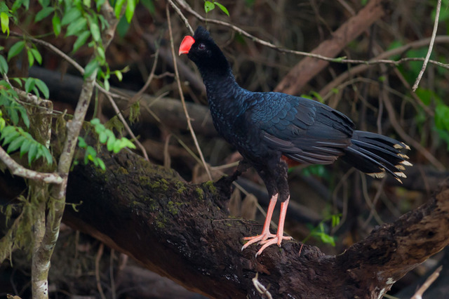 mutum-cavalo (Pauxi tuberosa) | WikiAves - A Enciclopédia das Aves do ...