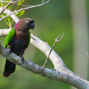 anacã (Deroptyus accipitrinus) | WikiAves - A Enciclopédia das Aves do ...