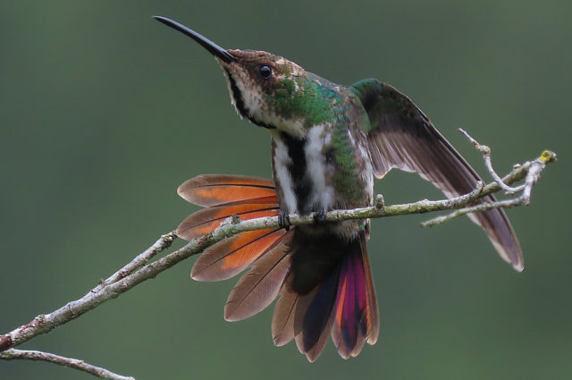 Foto beija-flor-de-veste-preta (Anthracothorax nigricollis) Por Rafael Bordalo | Wiki Aves - A ...