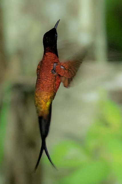 Foto topázio-de-fogo (Topaza pyra) Por Luiz Motta | Wiki Aves - A ...