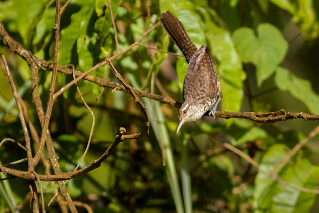 Foto catatau (Campylorhynchus turdinus) Por Marcia Tavares | Wiki Aves ...