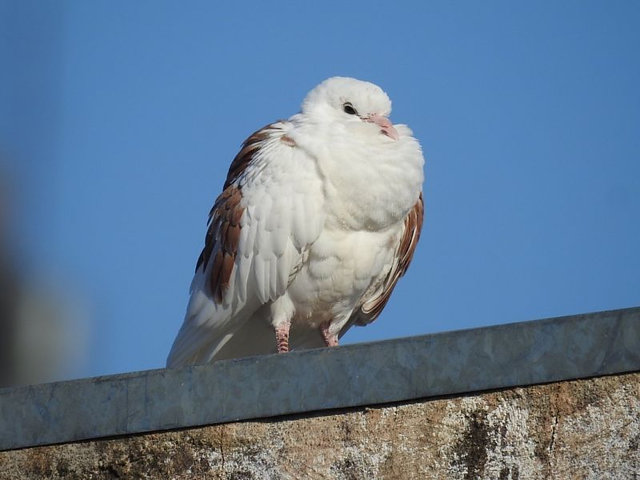 Foto pombo-doméstico (Columba livia) Por Fabrício Colusso | Wiki Aves ...