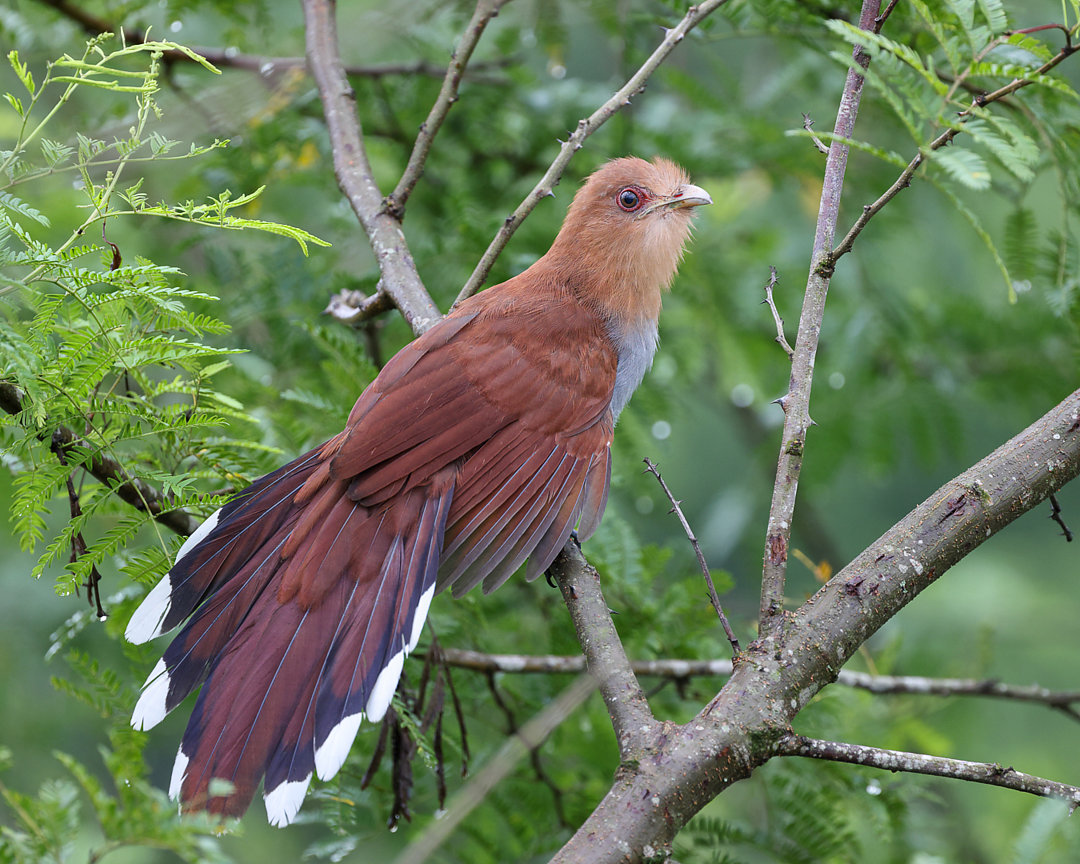 Foto alma-de-gato (Piaya cayana) Por Diomar Mühlmann | Wiki Aves - A ...