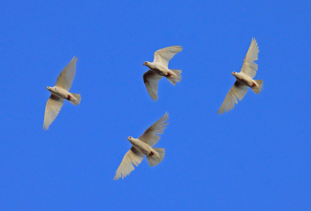 Foto pombo-doméstico (Columba livia) Por Ricardo Q. T. Rodrigues | Wiki ...