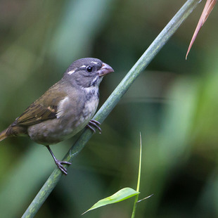 pixoxó (Sporophila frontalis) | WikiAves - A Enciclopédia das Aves do ...