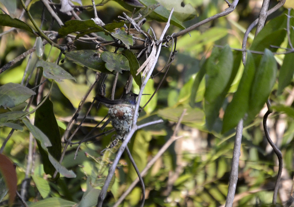 Foto beija-flor-de-peito-azul (Chionomesa lactea) Por Camila Cultri ...