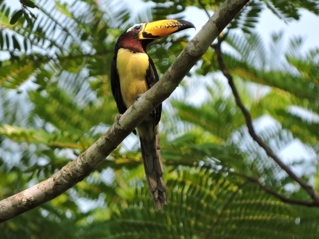 araçari-de-bico-riscado (Pteroglossus inscriptus) | WikiAves - A ...