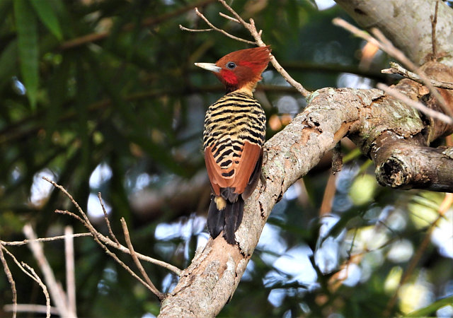 Foto pica-pau-da-taboca (Celeus obrieni) Por Braulio Carlos | Wiki Aves ...