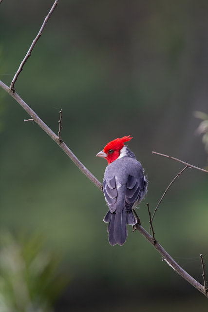 Foto cardeal (Paroaria coronata) Por Rodrigo.Sousa | Wiki Aves - A ...