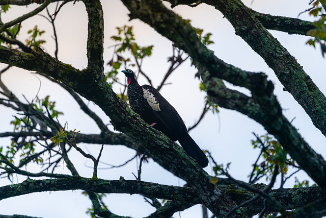 Foto jacutinga (Aburria jacutinga) Por Fabio Tavora | Wiki Aves - A ...