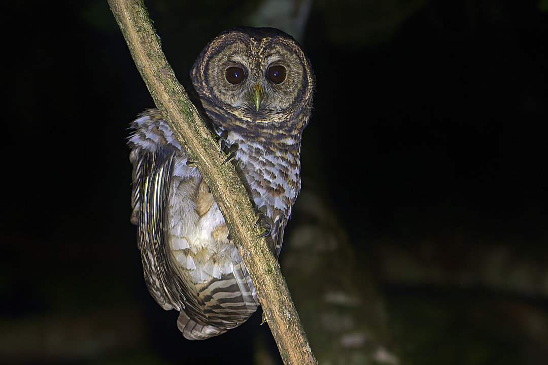 Foto coruja-listrada (Strix hylophila) Por André Corá | Wiki Aves - A ...