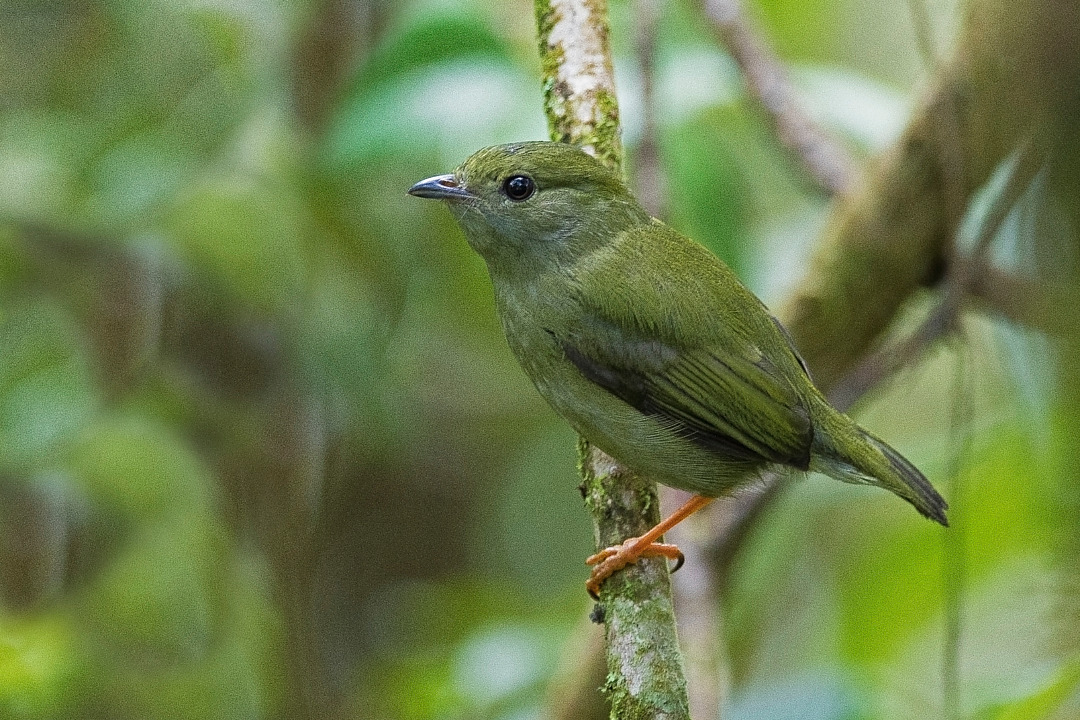 Foto rendeira (Manacus manacus) Por Luiz Fernando Matos | Wiki Aves - A Enciclopédia das Aves do ...