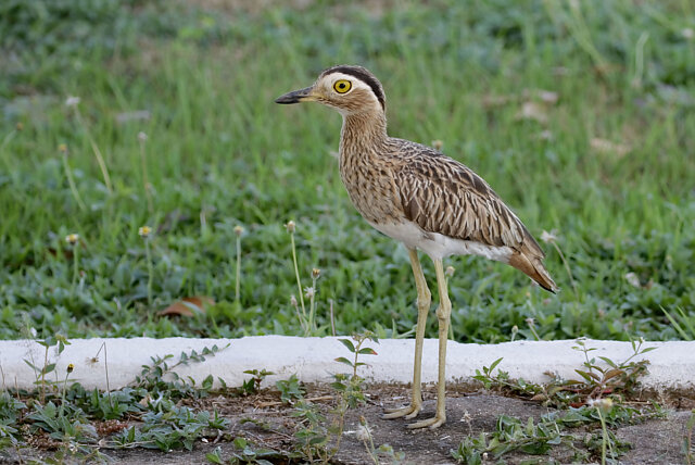 Foto téu-téu-da-savana (Burhinus bistriatus) Por Jayrson Araújo | Wiki ...