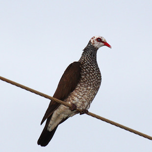pomba-trocal (Patagioenas speciosa) | WikiAves - A Enciclopédia das ...