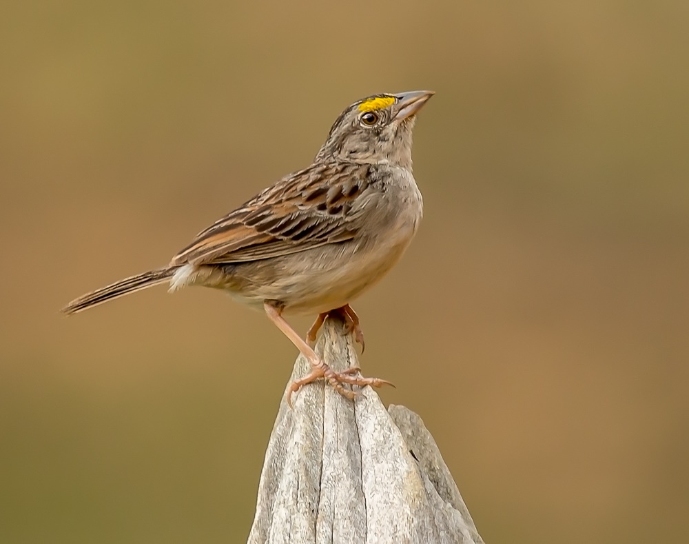 Foto tico-tico-do-campo (Ammodramus humeralis) Por Darlan Sattler ...