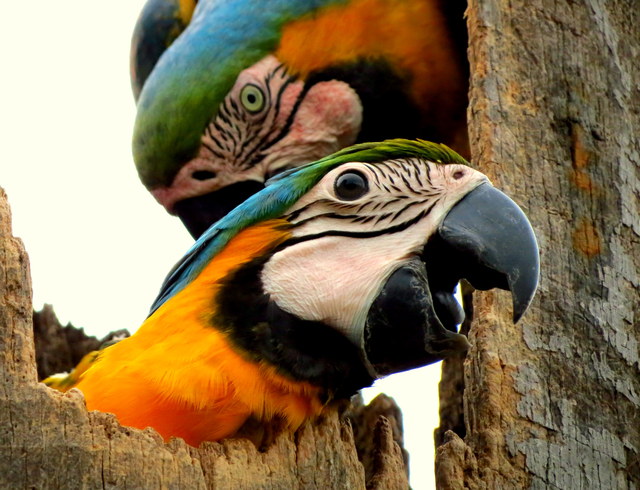 arara-canindé (Ara ararauna) | WikiAves - A Enciclopédia das Aves do Brasil