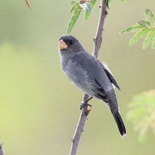 papa-capim-cinza (Sporophila intermedia) | WikiAves - A Enciclopédia ...