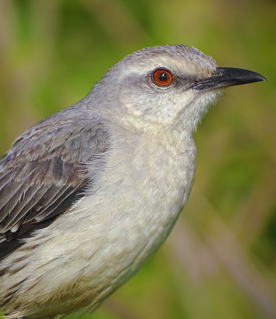 Foto sabiá-da-praia (Mimus gilvus) Por Aisse Gaertner | Wiki Aves - A ...