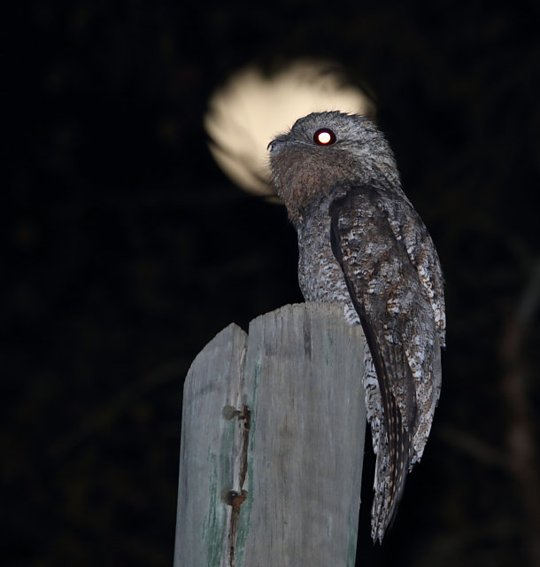 urutau-grande (Nyctibius grandis) | WikiAves - A Enciclopédia das Aves ...