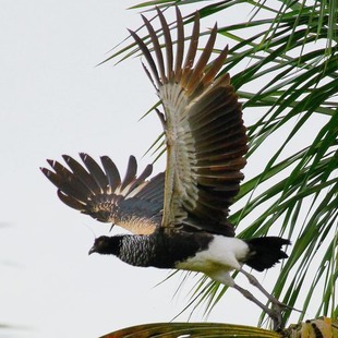 anhuma (Anhima cornuta) | WikiAves - A Enciclopédia das Aves do Brasil