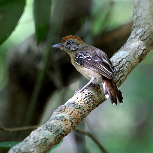 choca-da-bolívia (Thamnophilus sticturus) | WikiAves - A Enciclopédia ...