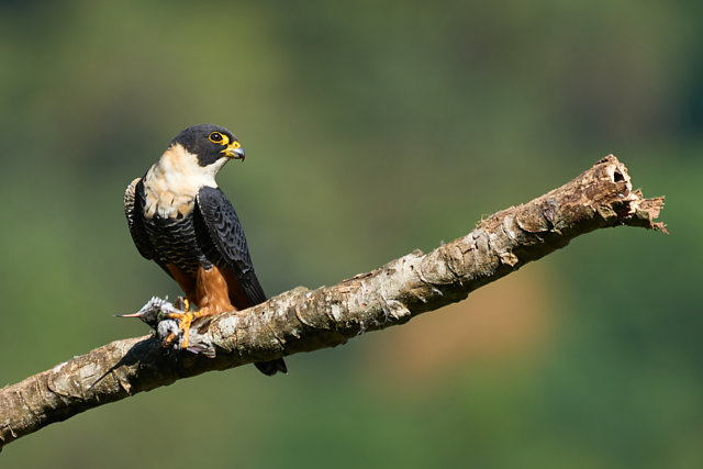 Foto cauré (Falco rufigularis) Por Daniel Alfenas | Wiki Aves - A ...