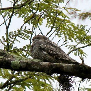 bacurau-de-asa-fina (Chordeiles acutipennis) | WikiAves - A ...