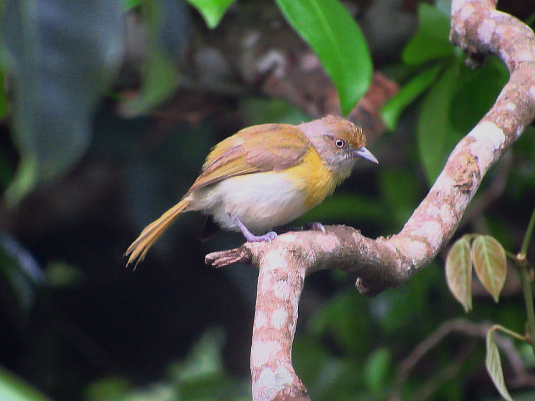 Foto vite-vite (Hylophilus thoracicus) Por Marcelo Reis Filho | Wiki ...