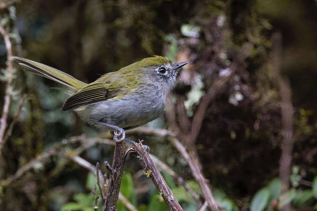 Foto estalinho (Phylloscartes difficilis) Por Thelma Gatuzzo | Wiki ...