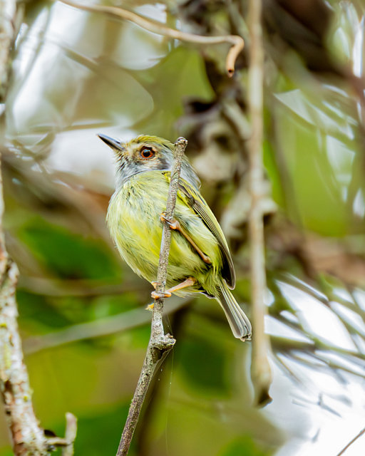 Foto miudinho (Myiornis auricularis) Por Antonio Regert | Wiki Aves - A ...