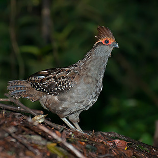 uru (Odontophorus capueira) | WikiAves - A Enciclopédia das Aves do Brasil