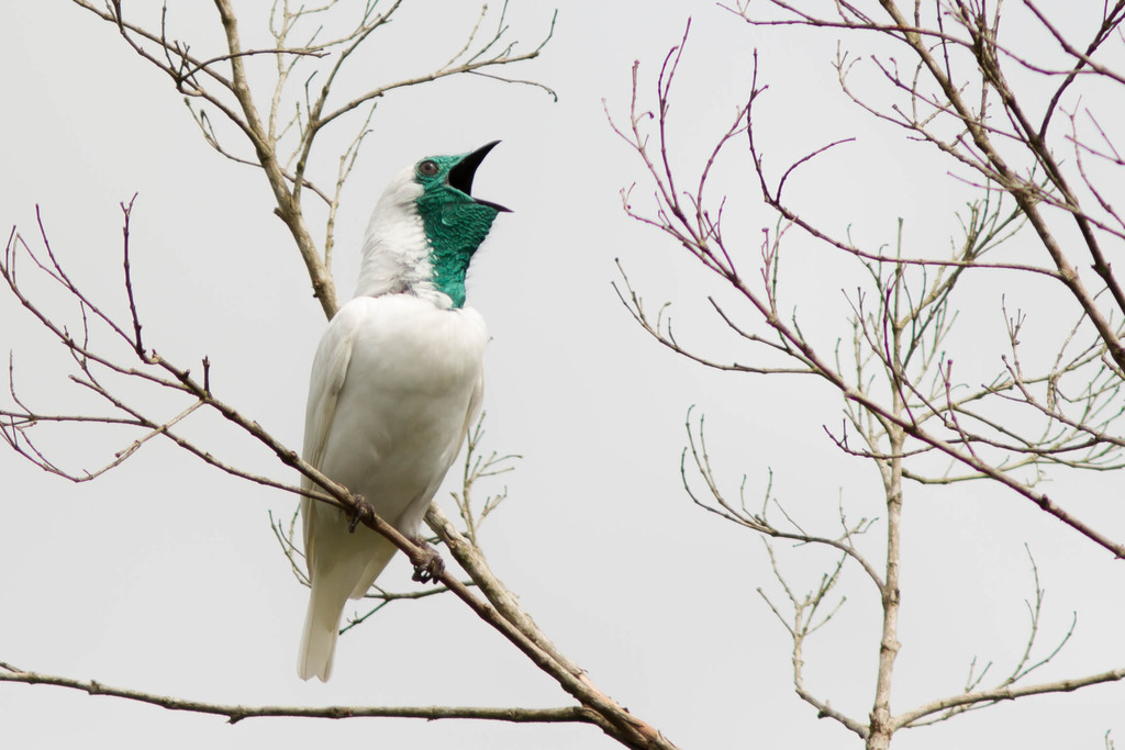 Foto araponga (Procnias nudicollis) Por Sérgio Messias | Wiki Aves - A ...