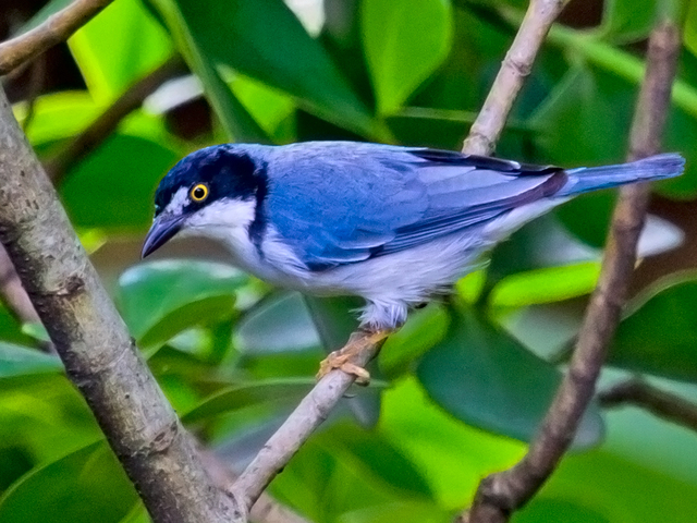 Foto saíra-de-chapéu-preto (Nemosia pileata) Por André Pacheco | Wiki ...