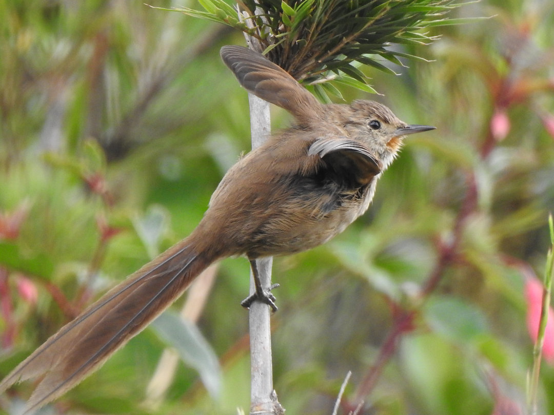 Foto garrincha-chorona (Asthenes moreirae) Por Melissa Alves | Wiki ...