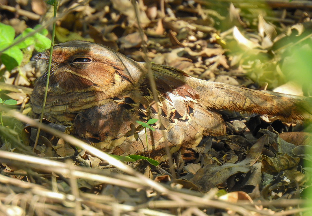 Foto bacurau (Nyctidromus albicollis) Por Lawrence Rabelo De Almeida ...