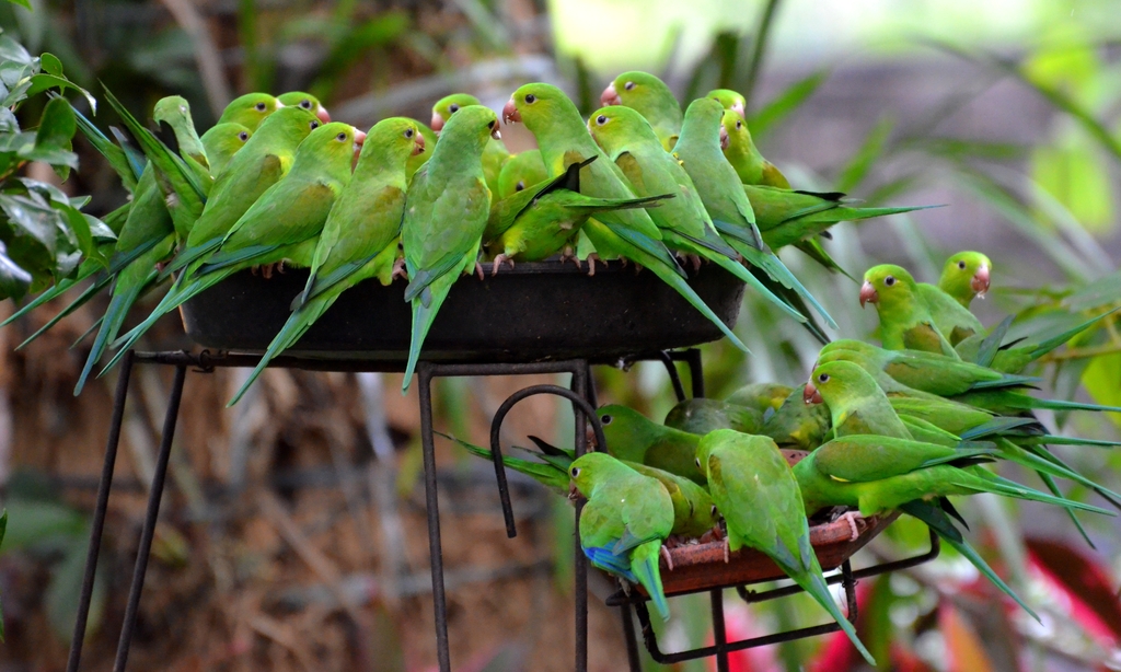 Foto periquito-rico (Brotogeris tirica) Por Marcia Carvalho | Wiki Aves ...