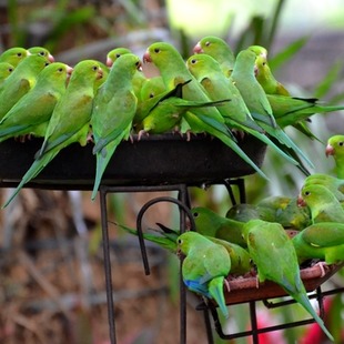 periquito-rico (Brotogeris tirica) | WikiAves - A Enciclopédia das Aves ...