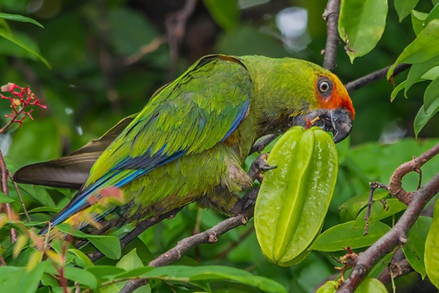 Foto jandaia-de-testa-vermelha (Aratinga auricapillus) Por Rafael ...
