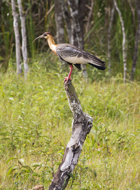 Foto curicaca (Theristicus caudatus) Por Cassio Sales | Wiki Aves - A ...