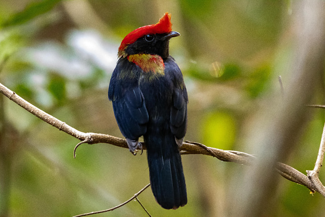 Foto soldadinho (Antilophia galeata) Por Gabriel Arroyo | Wiki Aves - A ...