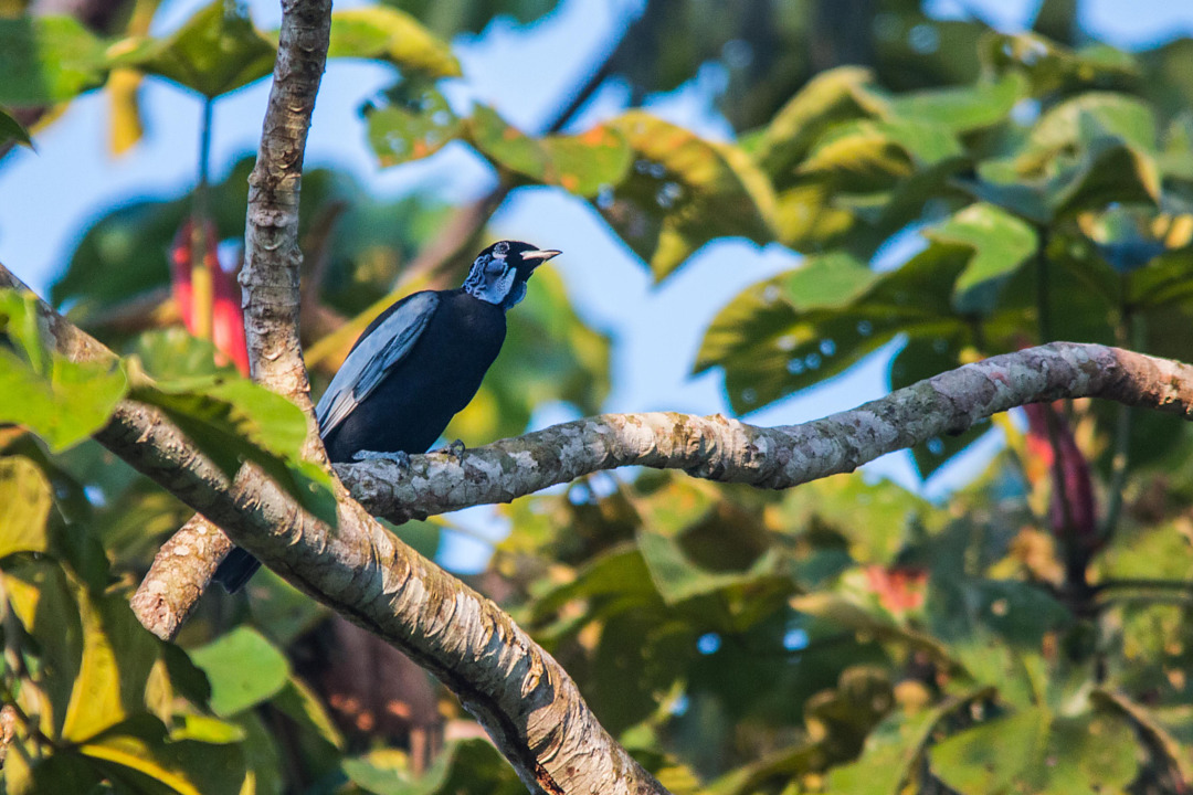Foto anambé-pombo (Gymnoderus foetidus) Por Fernando Arakaki Filho ...
