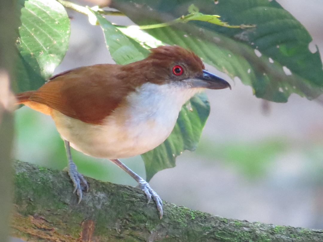 Foto choró-boi (Taraba major) Por Letícia Ferreira | Wiki Aves - A ...